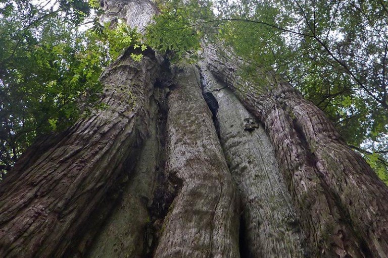 Ancient Cedar Forest now a BC Provincial Park - British Columbia Travel ...