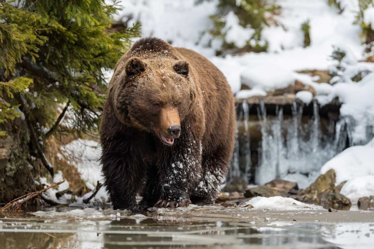 Safety Guide to Bears, very important read before your trip